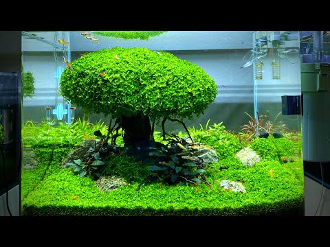 Amazing Bonsai Tree Aquascape @ Dennerle HQ - 8 Nano's + 980L XXL Tank