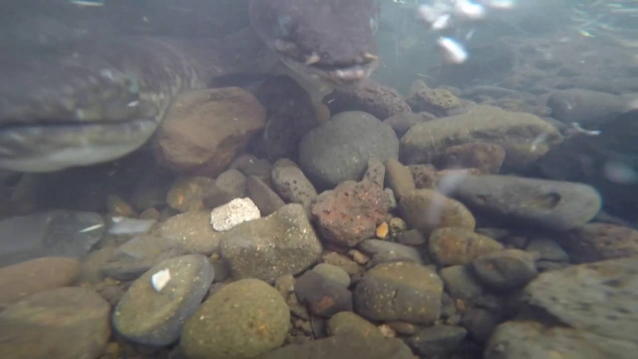 Blue Eyed Eels - Huahine, French Polynesia - YouTube