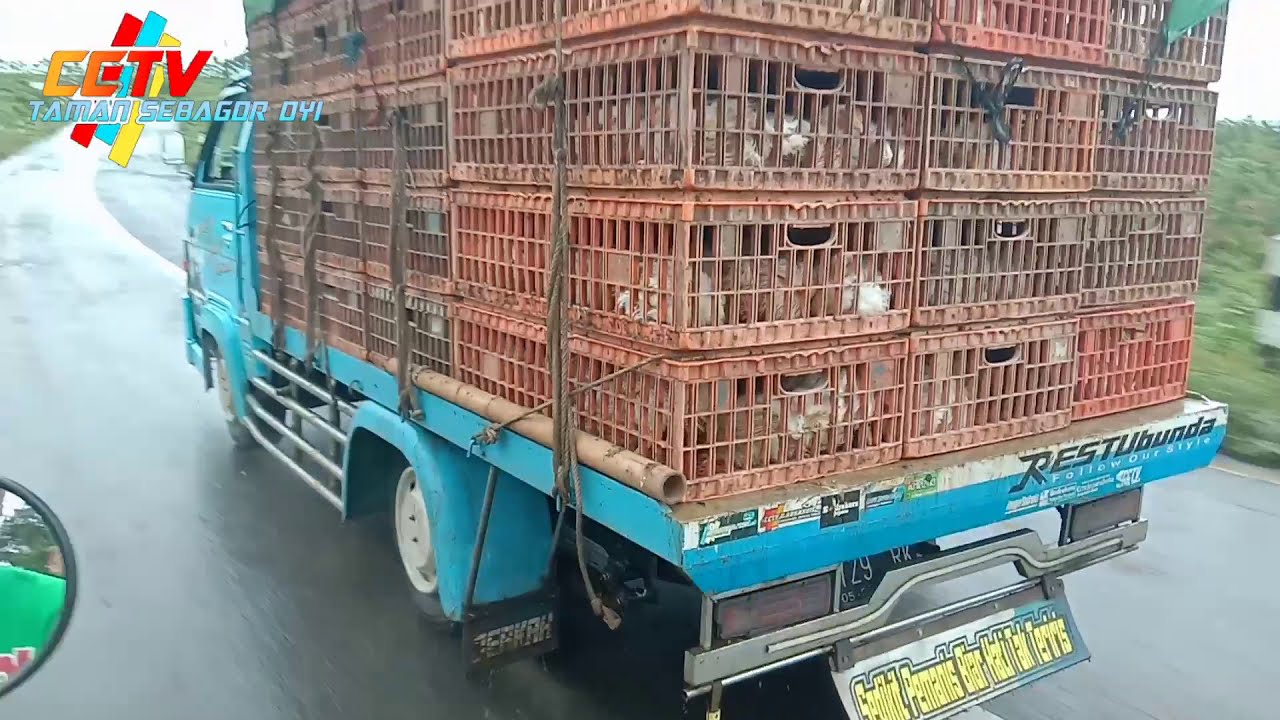 mobil ayam L300 stud full oleng parah? - YouTube