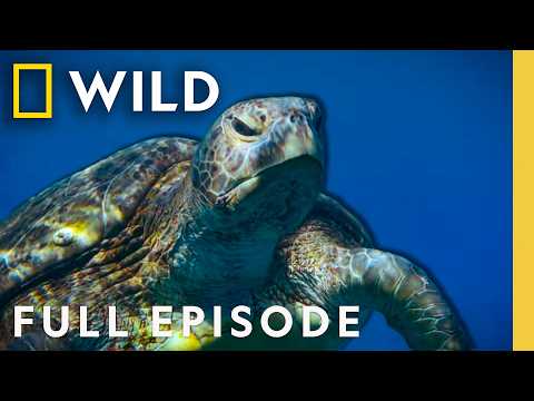 New Life Under the Sea (Full Episode) | Incredible Animal Journeys | Nat Geo Animals