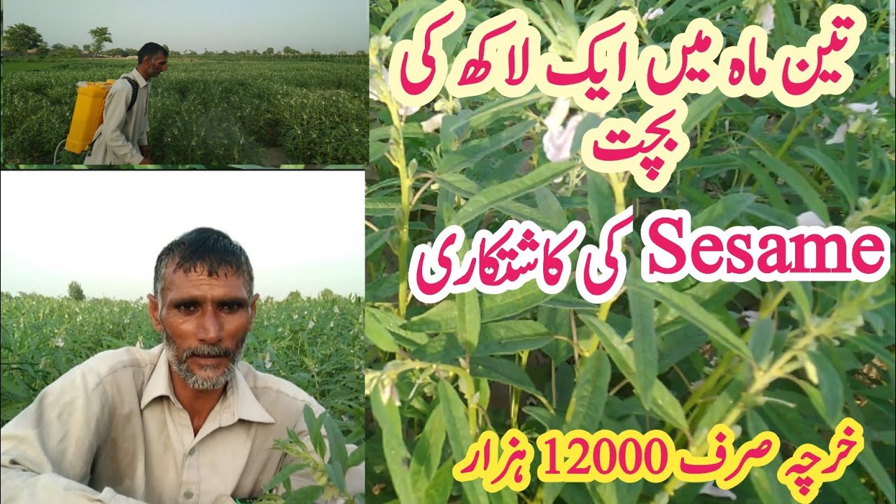 Sesame Cultivation In Pakistan | Tili or Til Ki Kashtkari | - YouTube