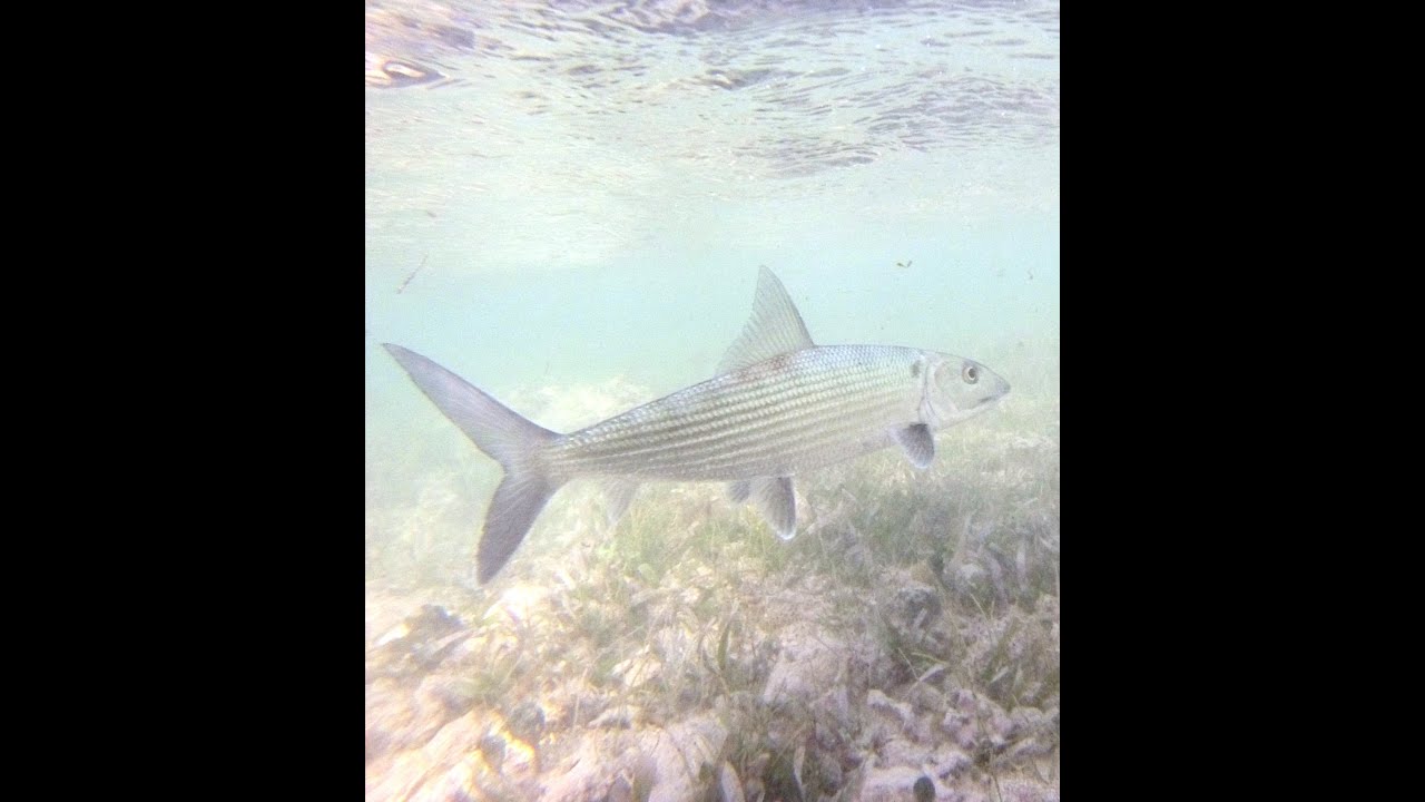 Fly Fishing Mexico. Walk and wade Bonefish in Mahahual with Pepo. - YouTube