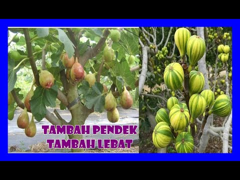 CARA BONSAI BUAH TIN AGAR BERTUNAS BANYAK DAN LEBAT BUAH | HOW TO MAKE FIG TREE BONSAI