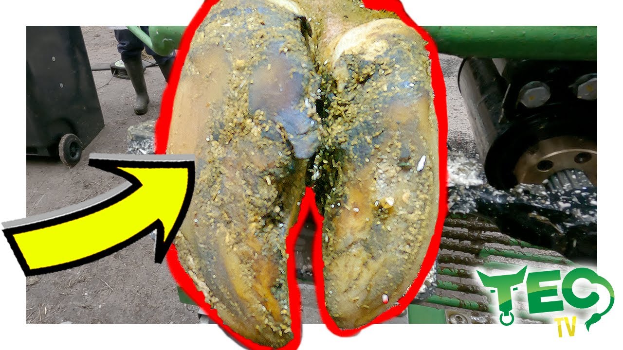 WE GOT THIS COWS HOOF JUST IN TIME!!! | TEC TV - YouTube