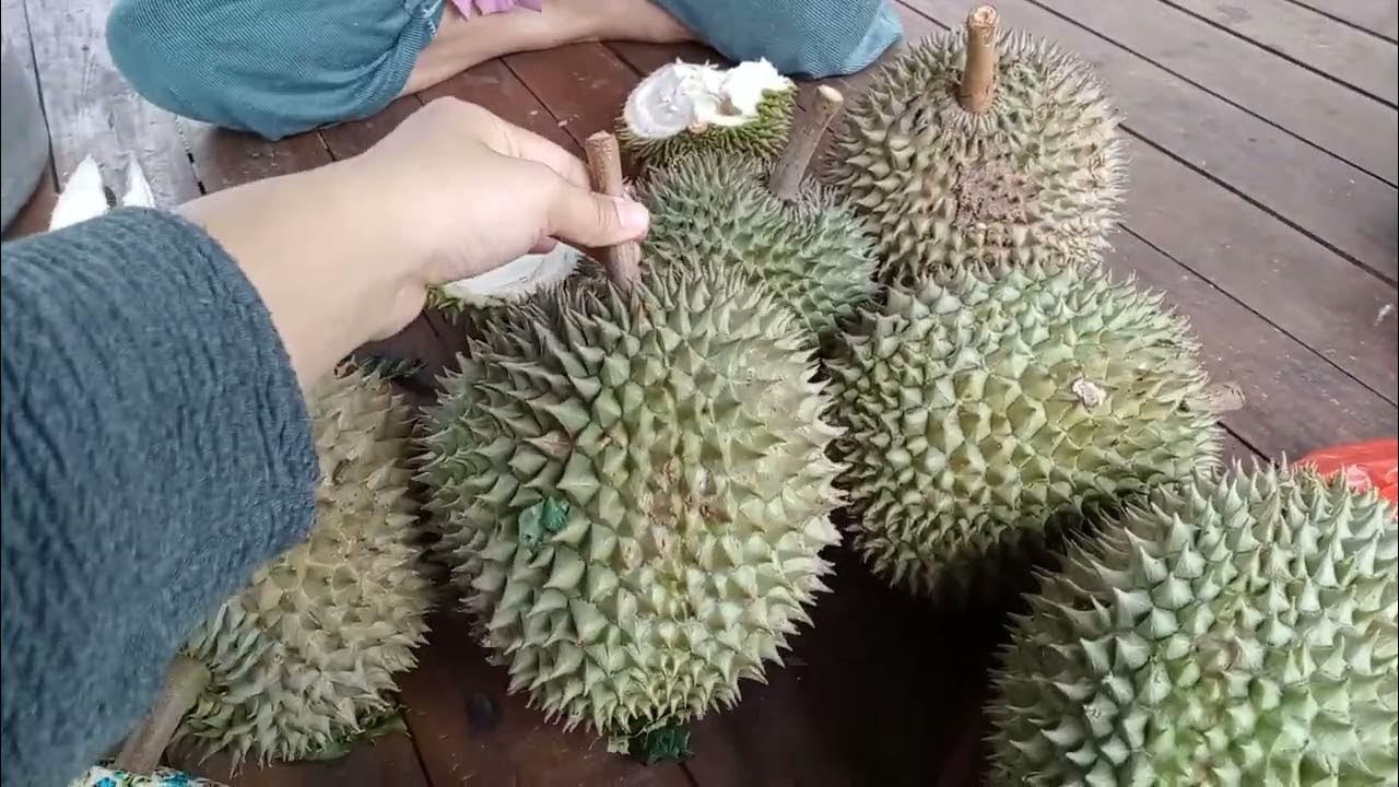 Makan Durian Lokal Lombok enaknya setara musangking 😁 - YouTube