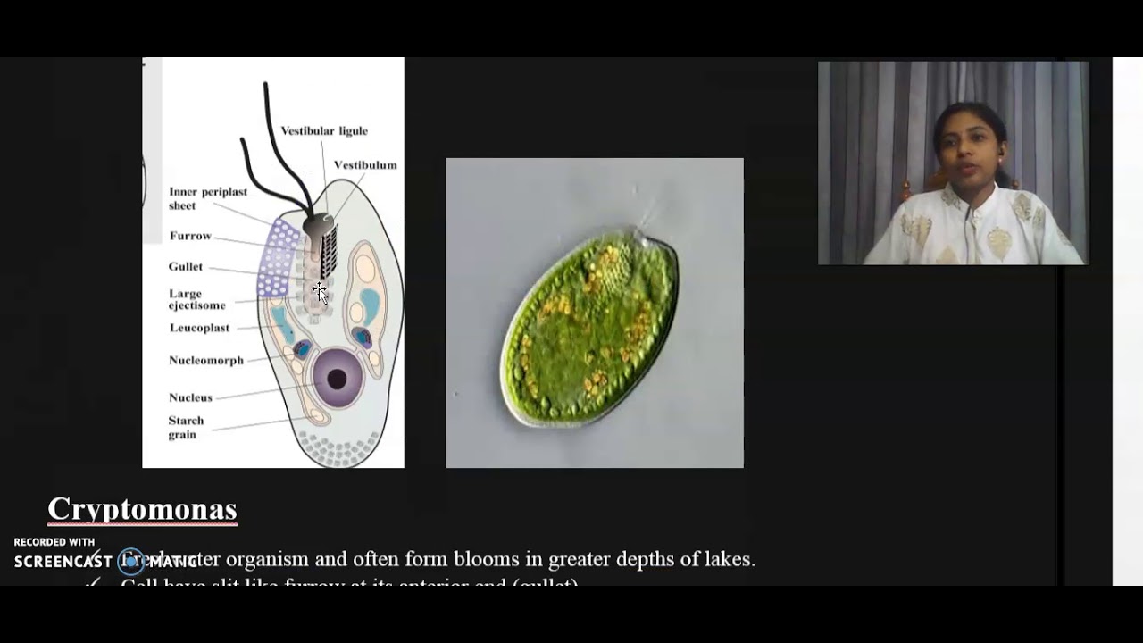 Phylum Cryptophyta - YouTube