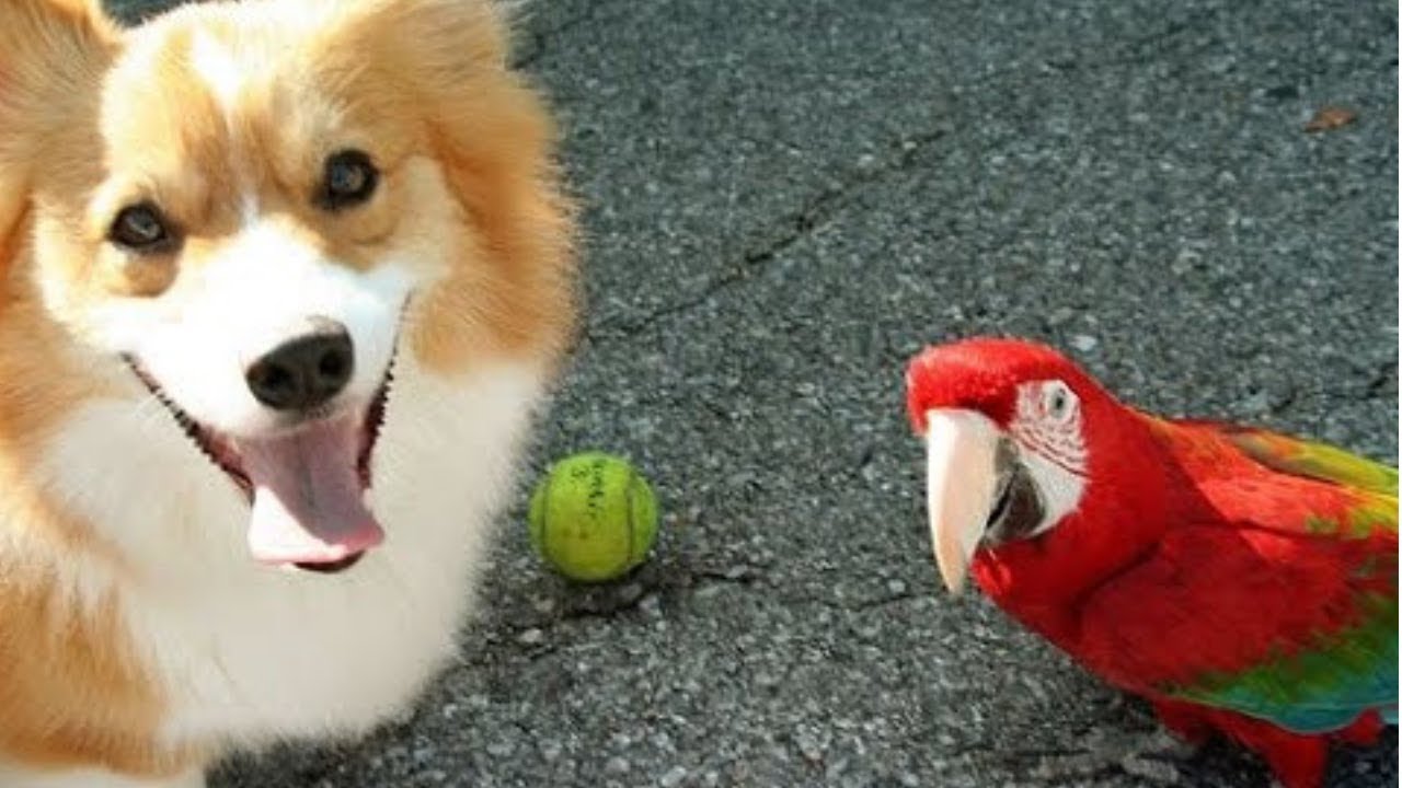 Teamwork Demonstrated By House Pets - Parrot and Dog | Funny Animal ...