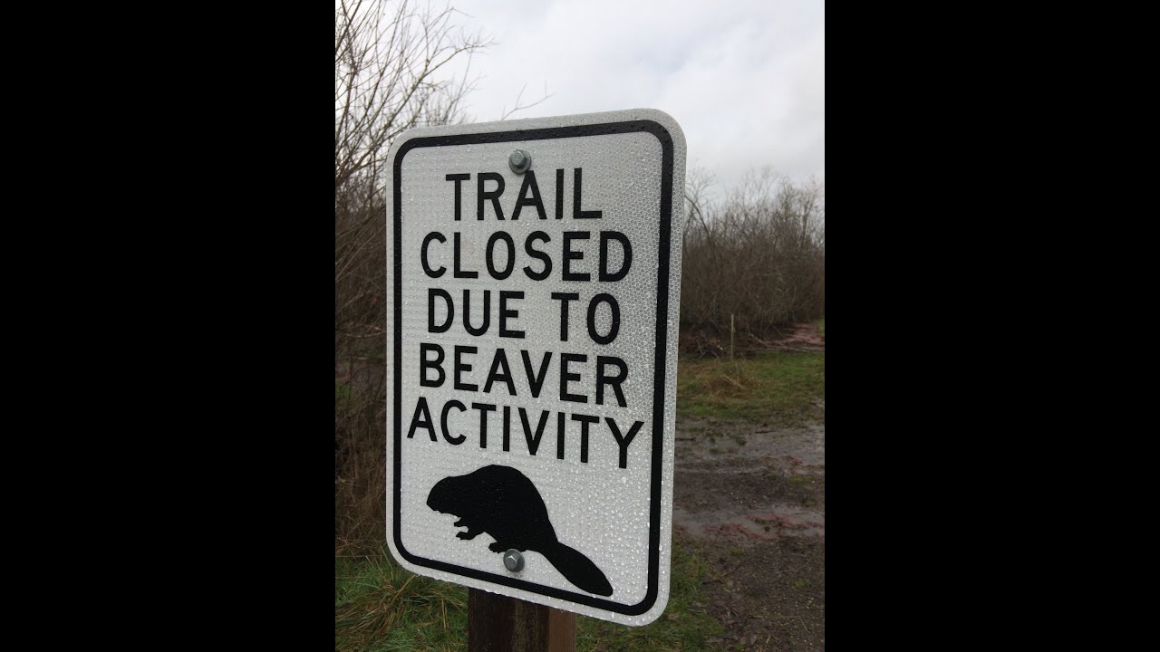Caution: Beaver Xing! Let's go on an evening hike :) - YouTube