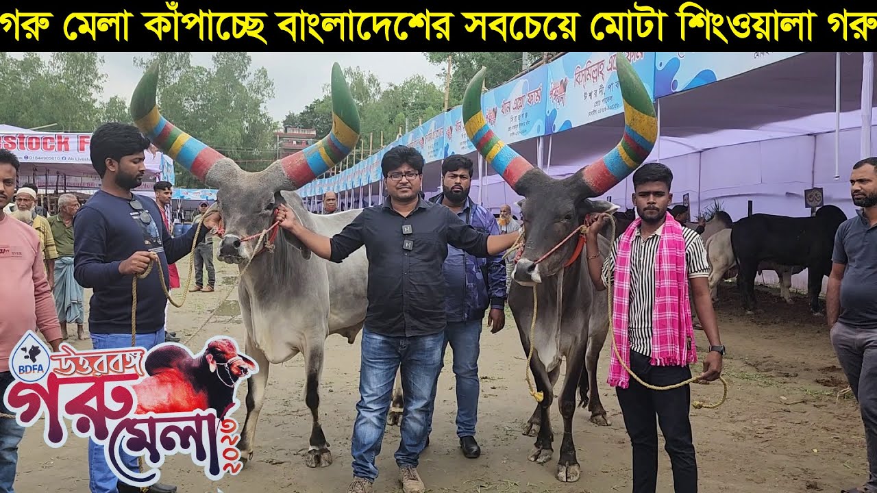 উওরবঙ্গ মেলার মাঠ কাঁপাচ্ছে বাংলাদেশের সবচেয়ে মোটা শিংওয়ালা গরু goru ...