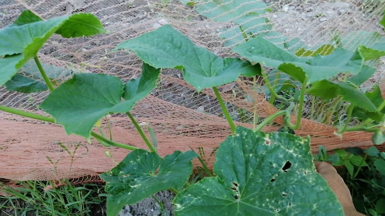 Impianto di reti per il sostegno delle piante dei cetrioli, da ...