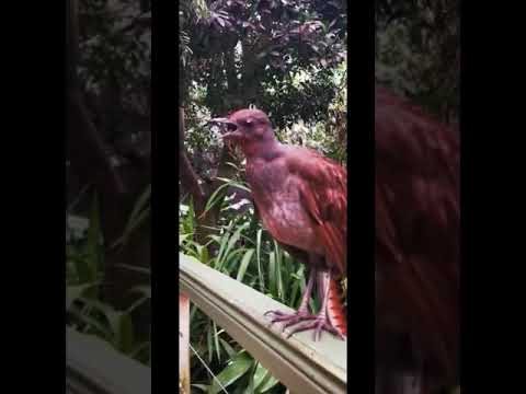 Yaifare yaifare Tongan tonganba khonjel khongba Uchek