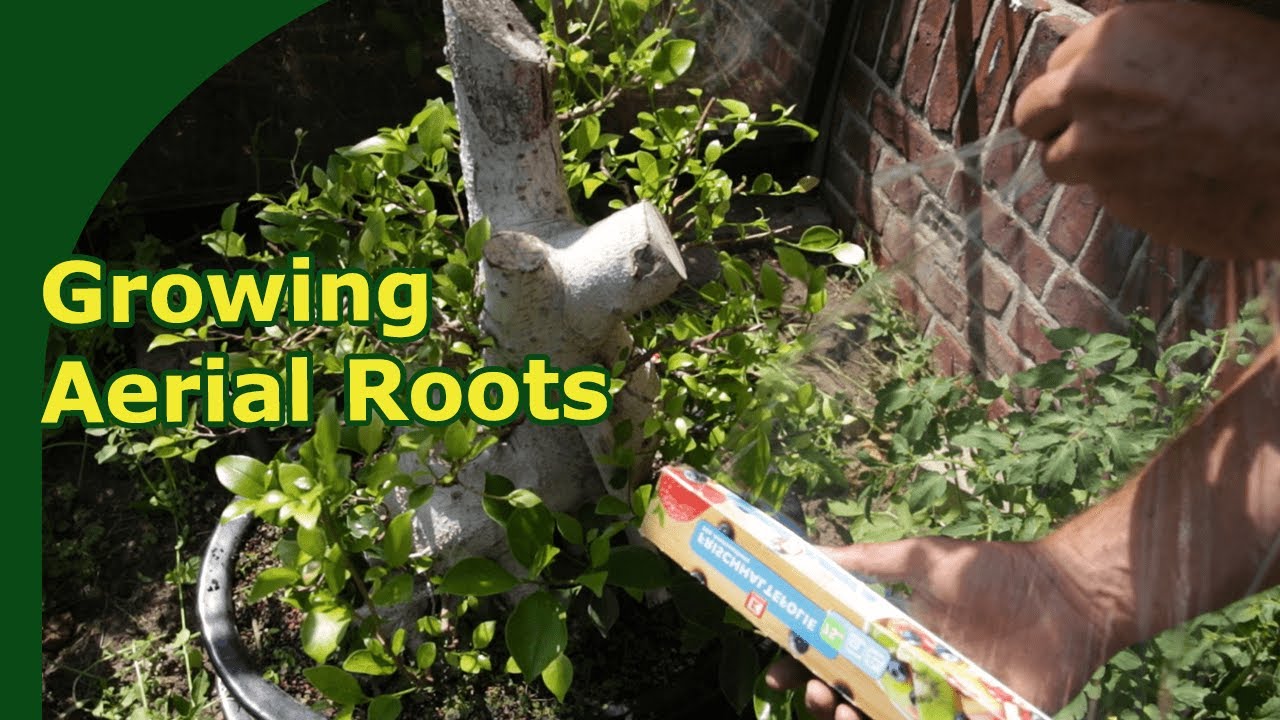 Stimulating aerial roots on ficus bonsai - YouTube