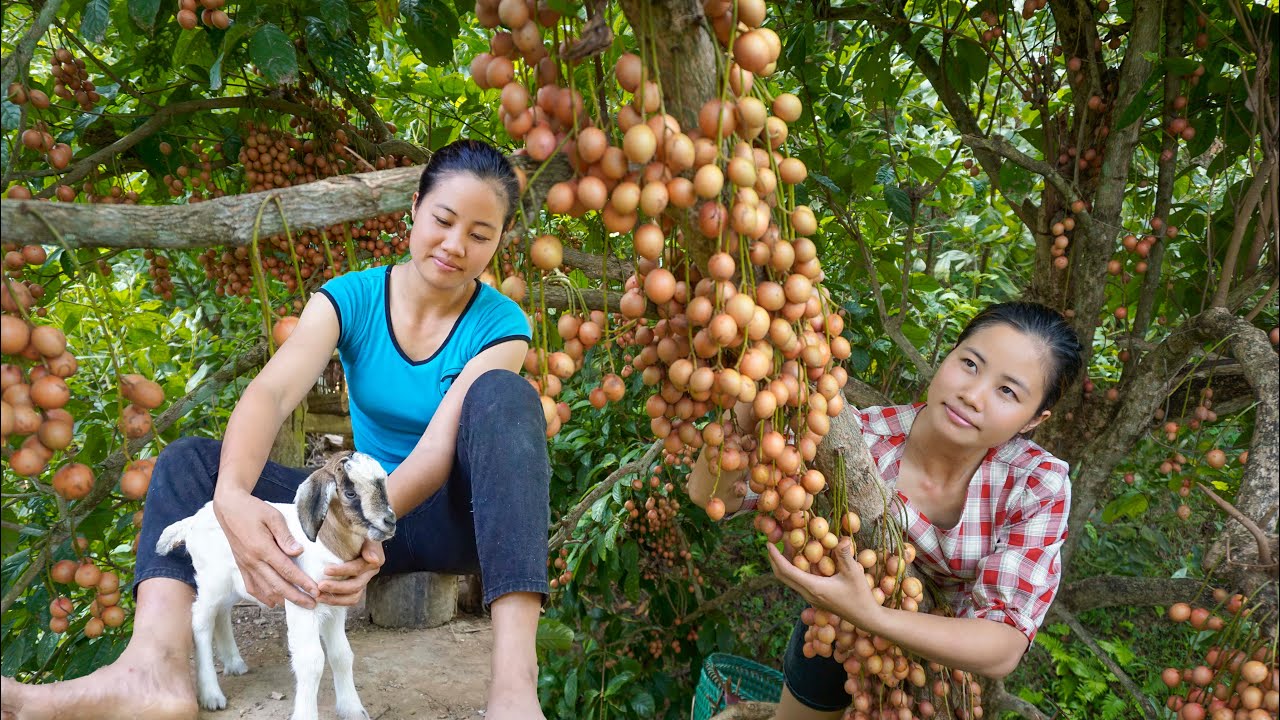 Top 5 Video | Harvest And Build Farm With Wife, Ly Phuc Khe - YouTube