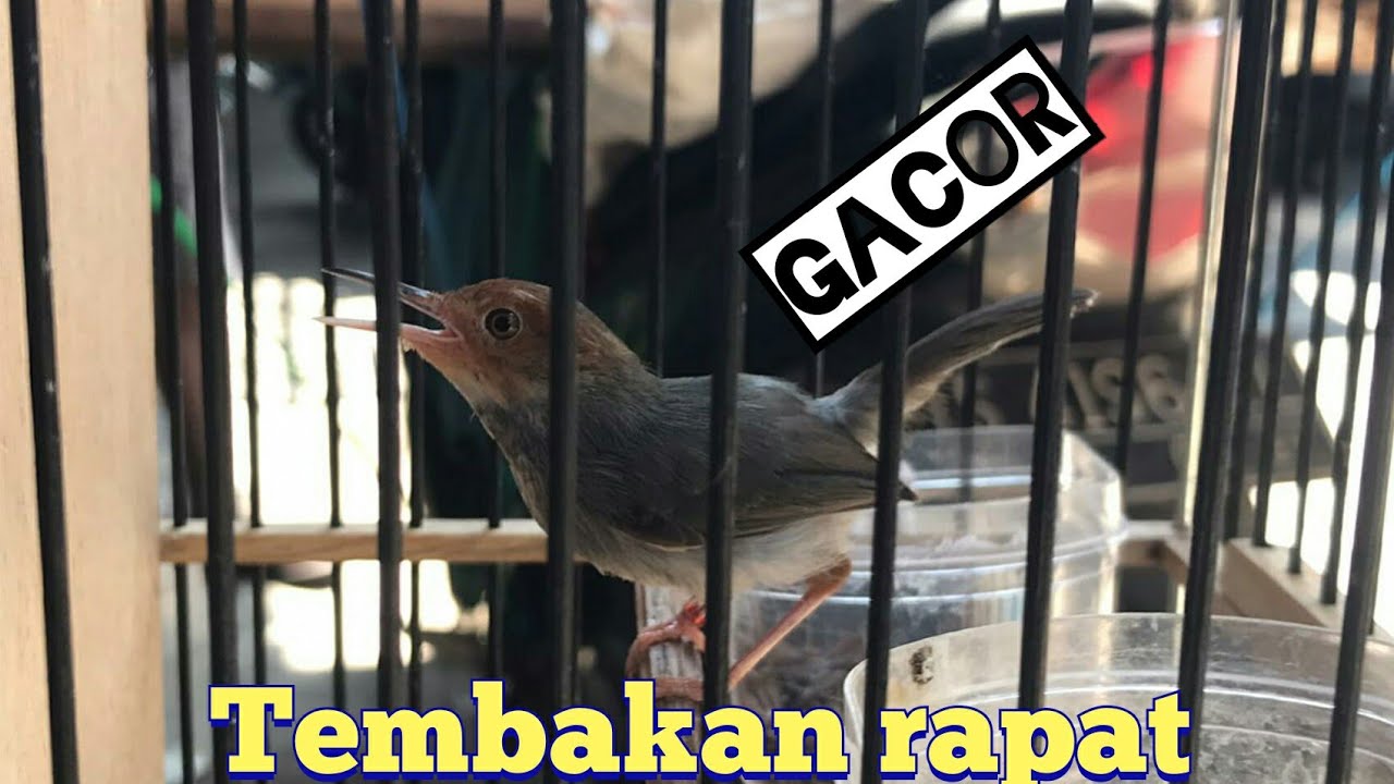 Masteran Prenjak gacor rol panjang atau tilek buat memikat burung liar ...