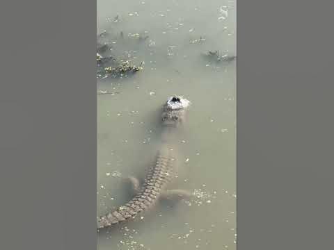 An alligator in ice? See this reptile hibernate mostly under frozen ...