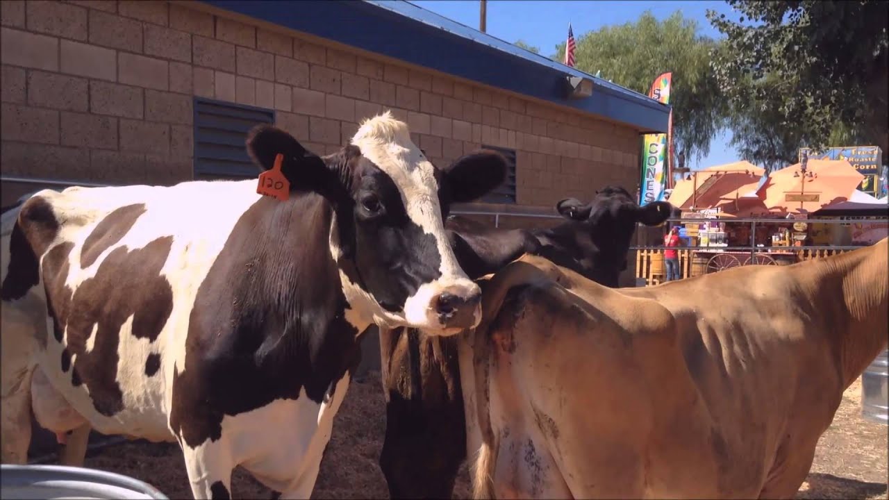 Dairy Cows used in Milking Demonstration - So Cal Fair 2015 - YouTube