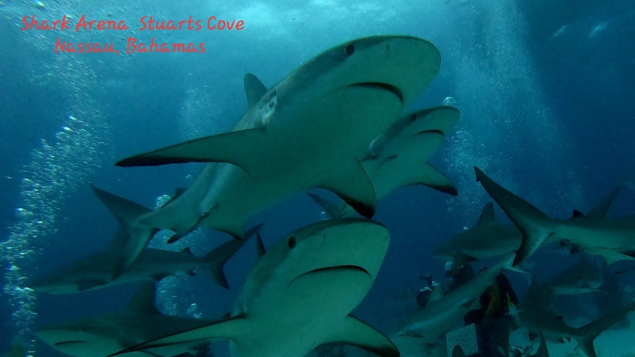 Shark Arena in Nassau, Bahamas with Stuart Cove by David Hobbs - YouTube