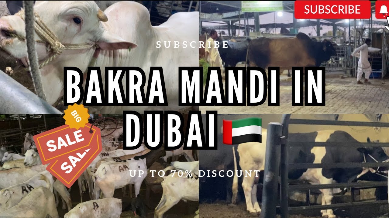 DUBAI BAKRA 🐐MANDI 2023 || DUBAI CATTLE MARKET || CHEAPEST COW MANDI IN ...