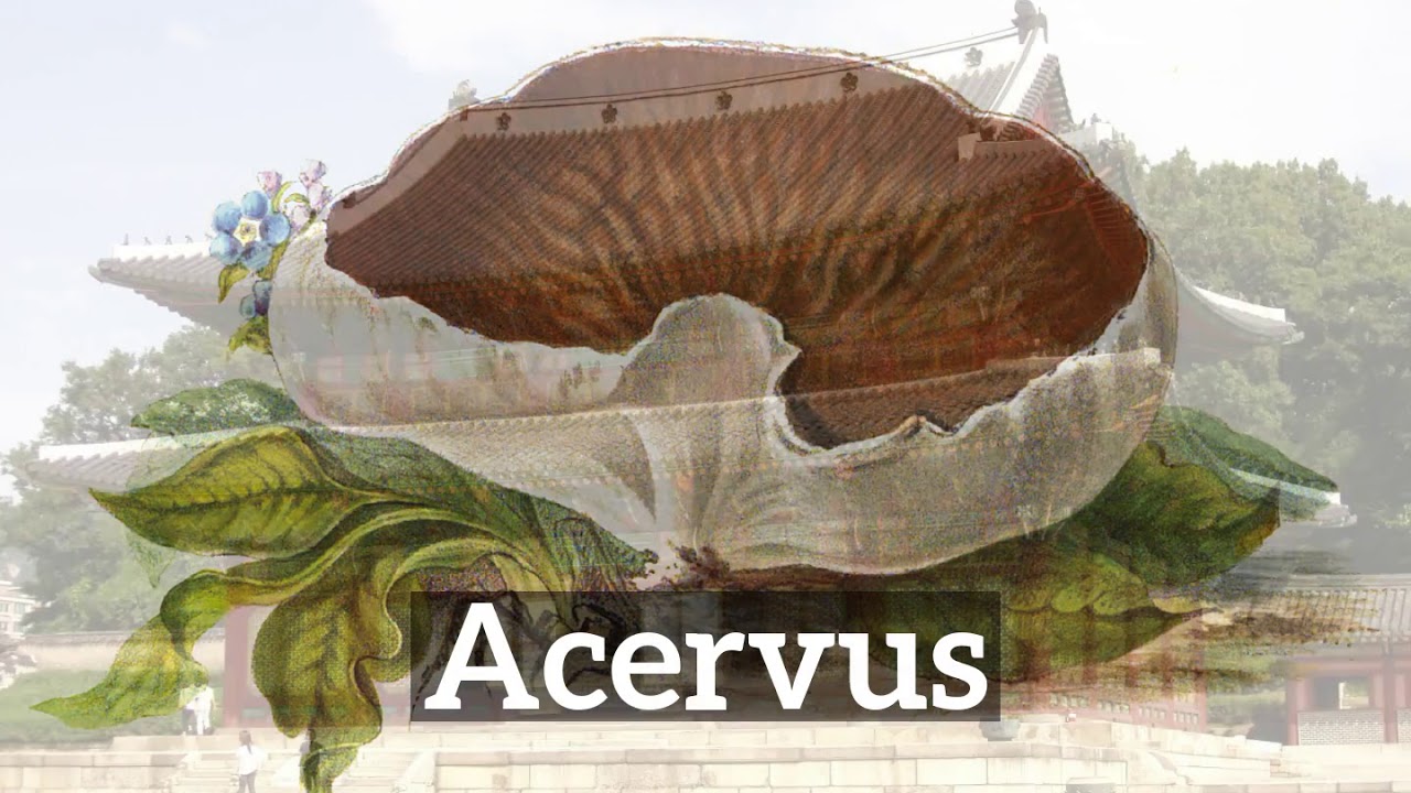 How to Say Acervus in English? | What is Acervus? | How Does Acervus ...