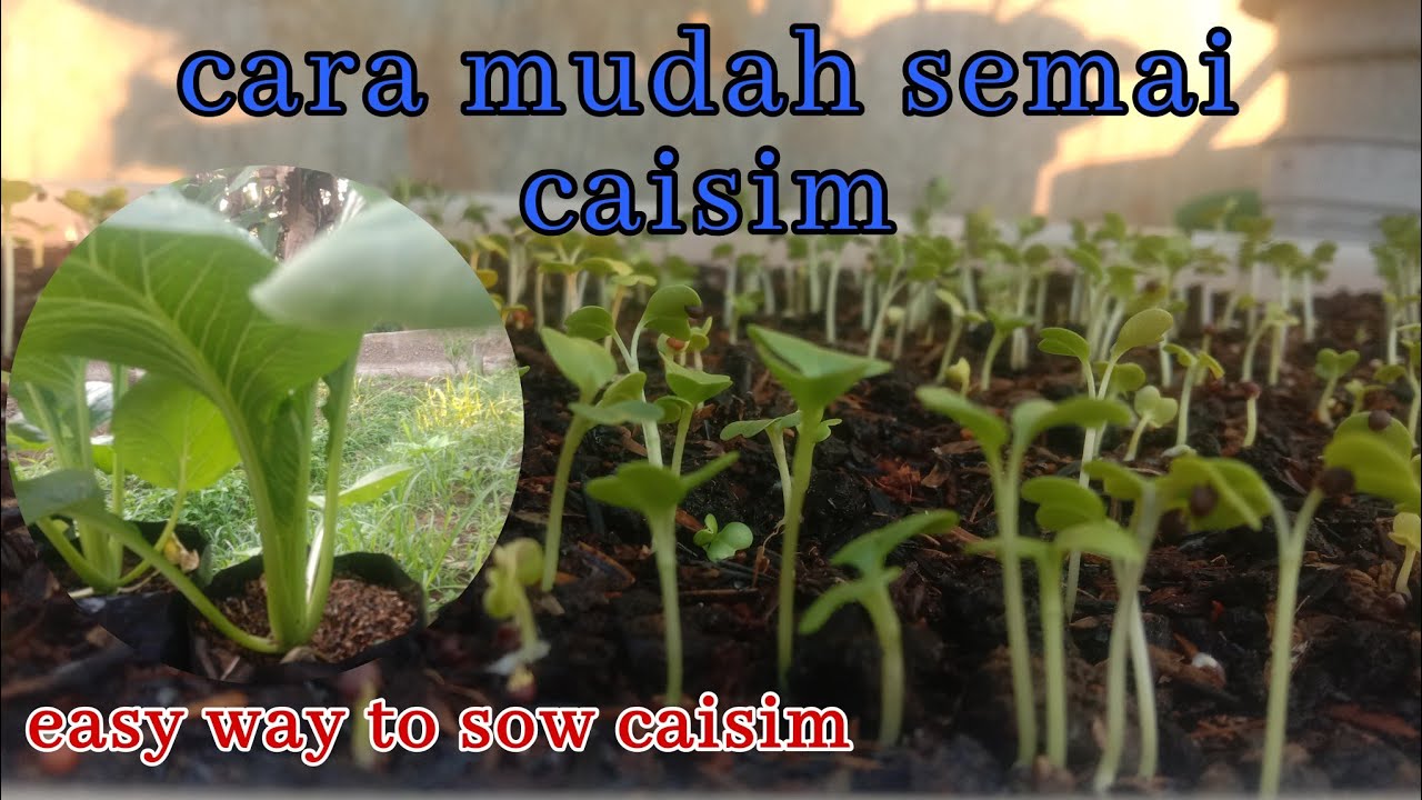 cara semai caisim mudah tumbuh | how to grow easy caisim mustard ...