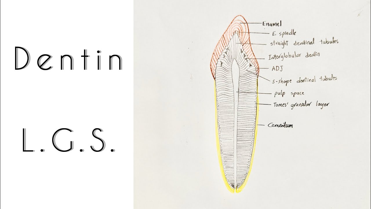 Drawing of Dentin - Longitudinal ground section - YouTube