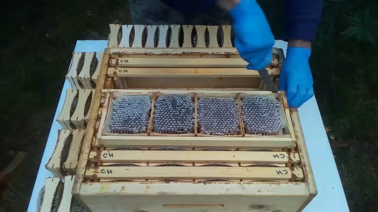 Comb Honey Production (Dadana - Blatt beehives) - YouTube