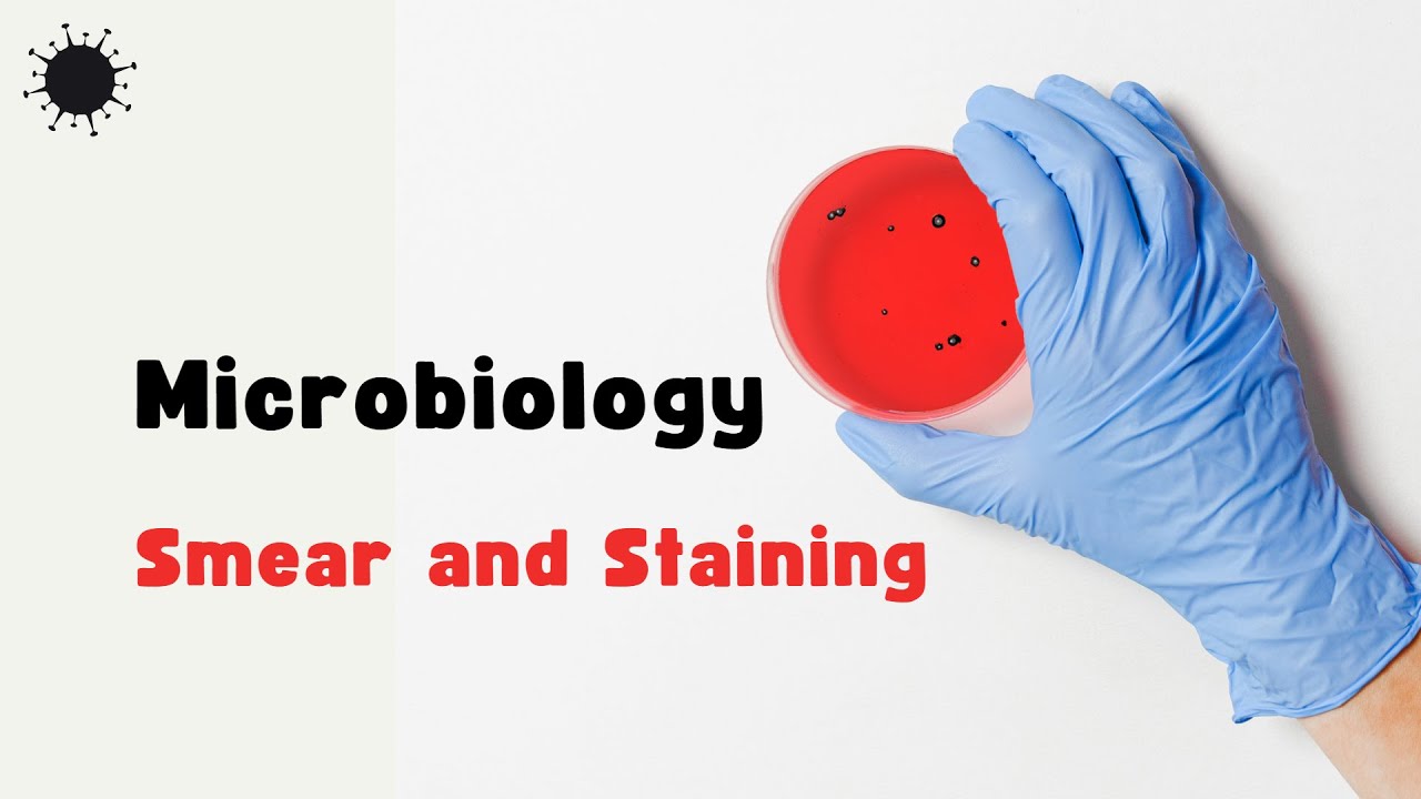 Microbiology | Practical | Bacterial Smear and Staining - YouTube
