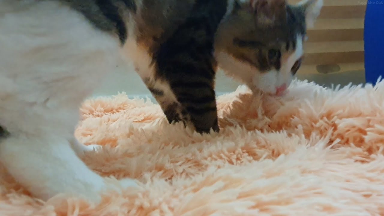 Purring cat Forps attacked the camera - YouTube