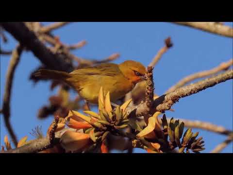 Spectacled Weaver female drinking nectar - YouTube