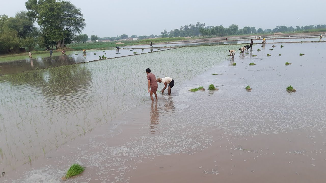 Traditional Method of Rice Planting | Dhan ke kasht | Village Life in ...