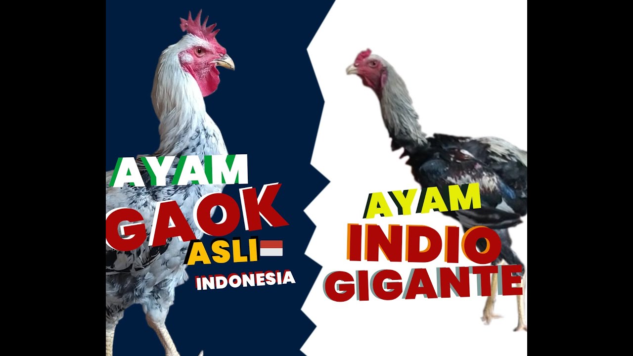 ayam gaok asli indonesia dengan ayam indio gigante - YouTube