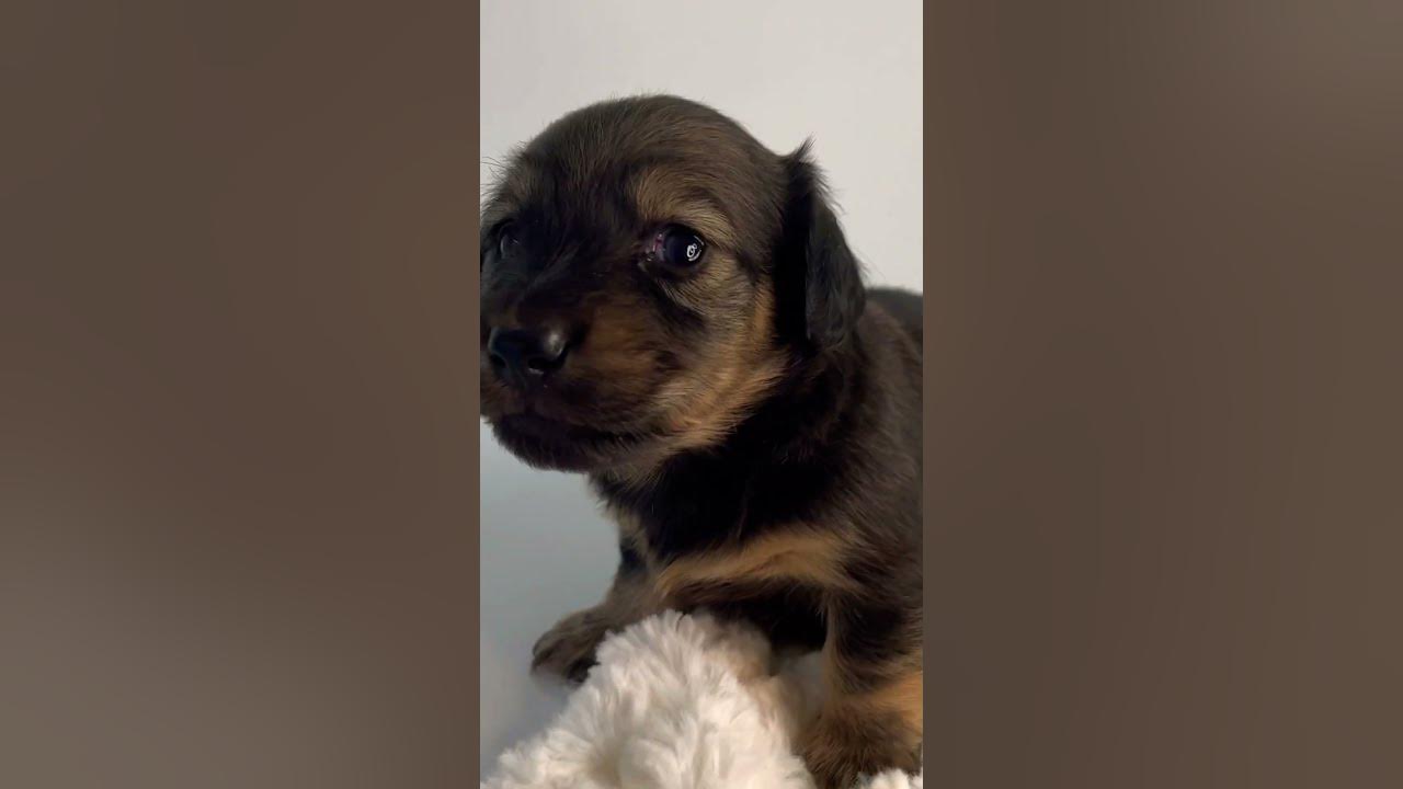 R05/02/22産まれ カニヘンダックスメス R05/03/17撮影 #子犬 #ダックス - YouTube