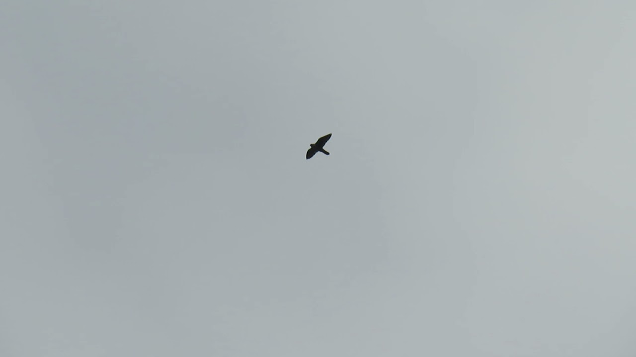 soimul calator in bucuresti - YouTube