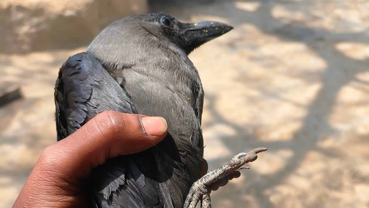 crow vs King Kobra||#snake #fight किस तरह से एक सांप ने कौवा को मारा 🥲🥹 ...
