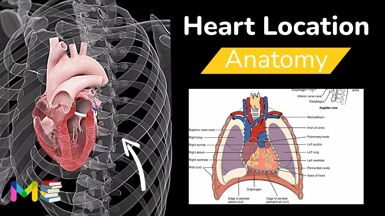 Location, Structure, and Size of the Heart | HEART ANATOMY - YouTube
