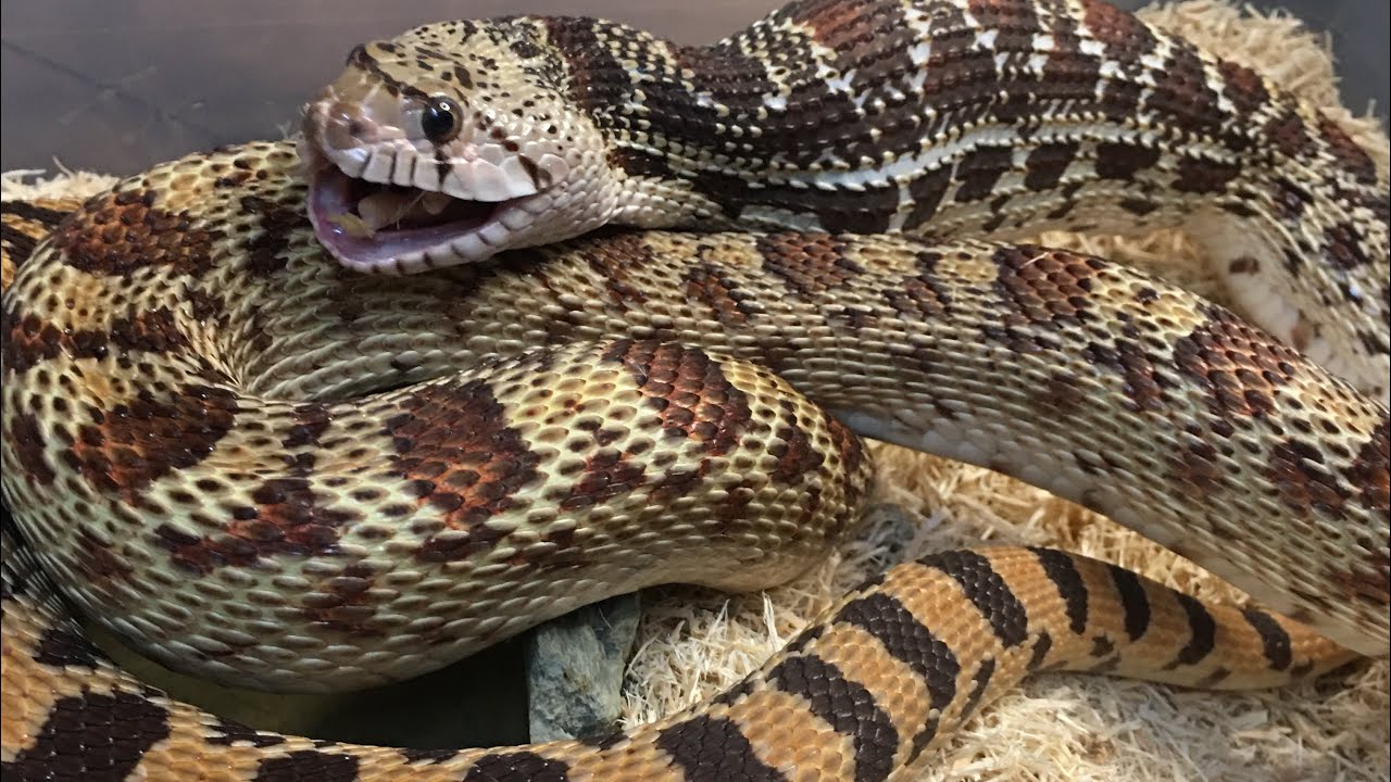 Bull snakes devour chicks - YouTube