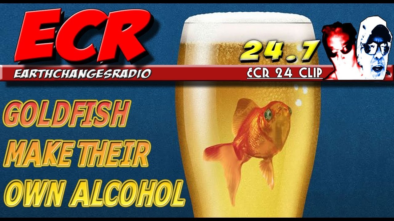 ECR 24.7 - Goldfish produce their own Alcohol - YouTube
