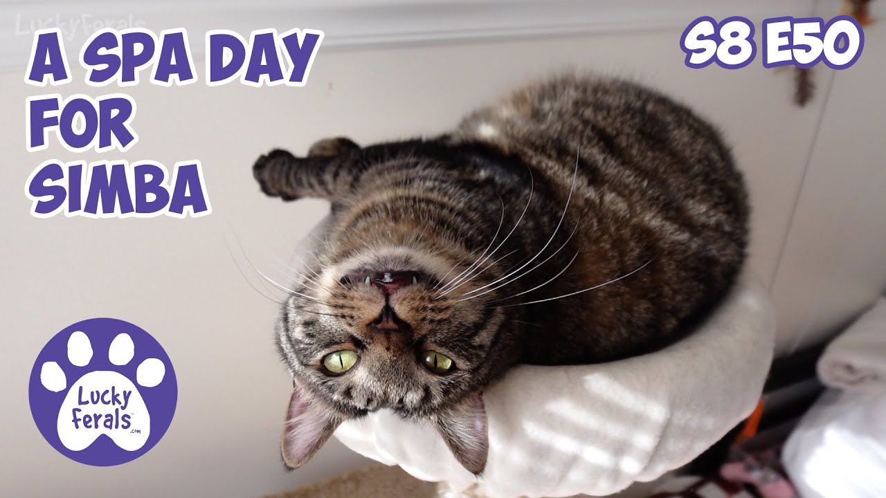 A Spa Day For Simba, Cats Under Observation - Lucky Ferals S8 E50 - Cat Vlog With 11 Cats - YouTube
