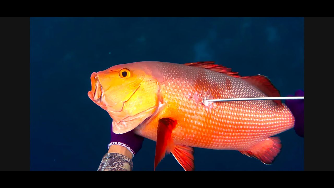 Archery fish in Wakatobi get amazing red bass and big bubara fish ...