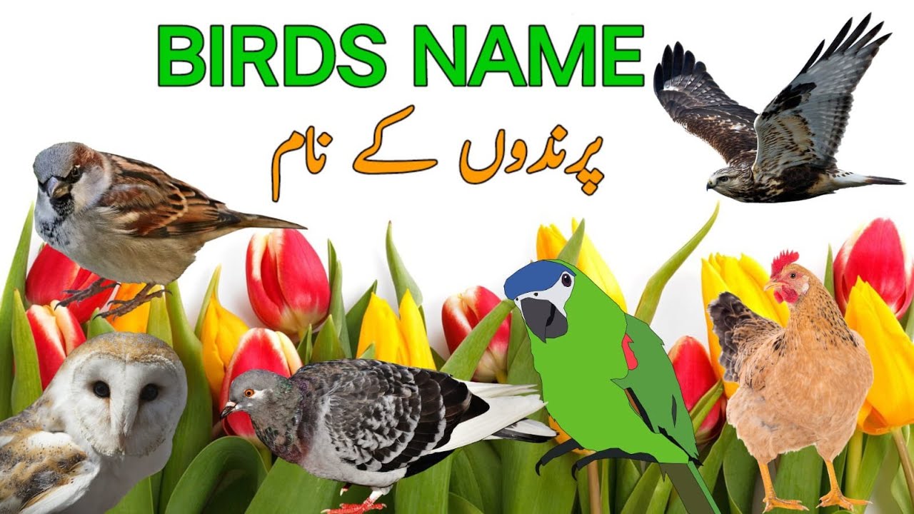 Birds name | Birds name in English | Basic English learning | parindon ...