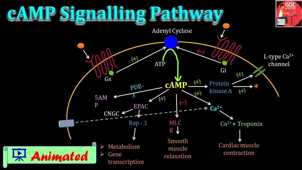 cAMP Signalling Pathway (Animated) | B.Pharm 4th sem. Pharmacology-I ...