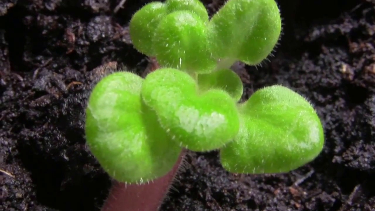African Violet (Saintpaulias) - 'Baby Leaves' sprout from Rescued Plant ...