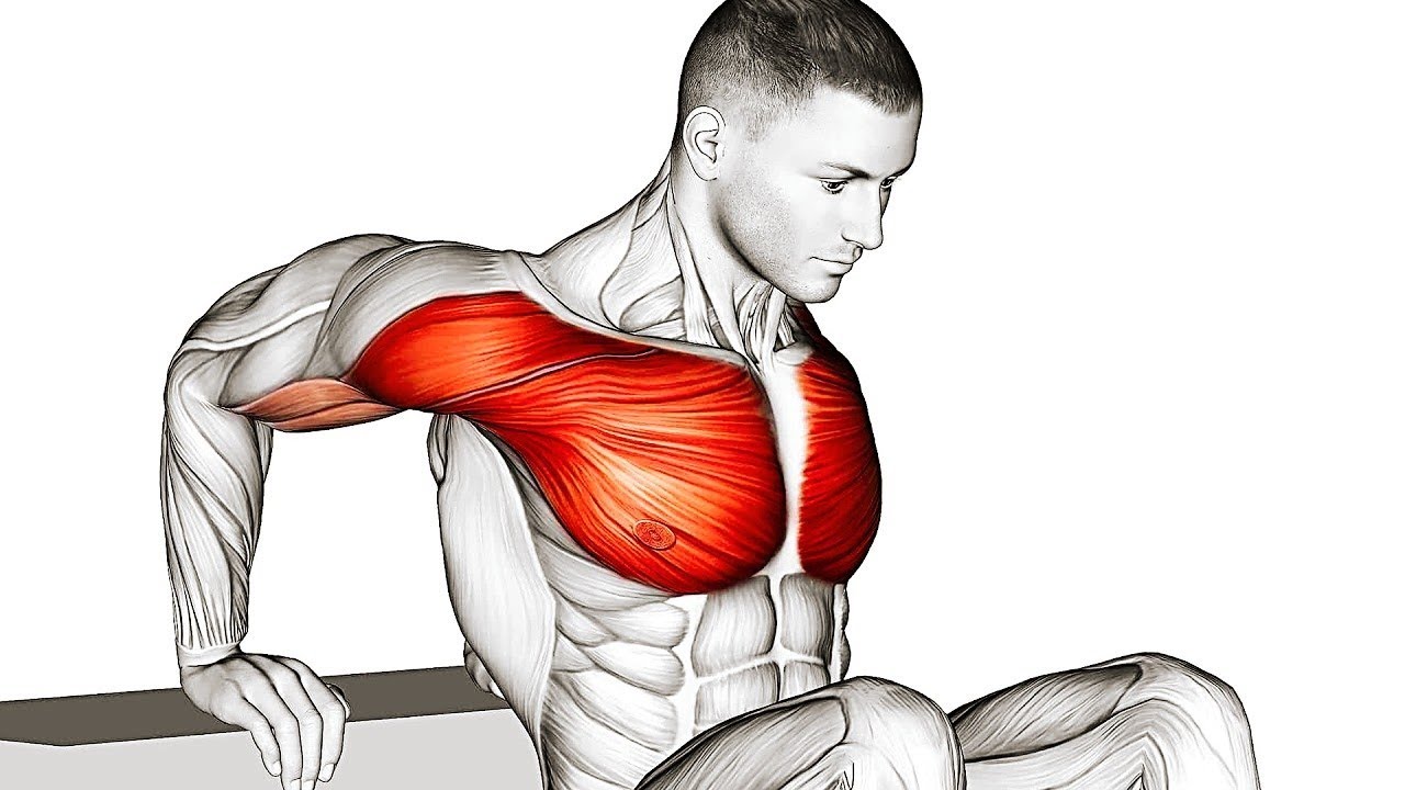 Top 10 chest workout |Animation workout|#chestworkout #chestday - YouTube