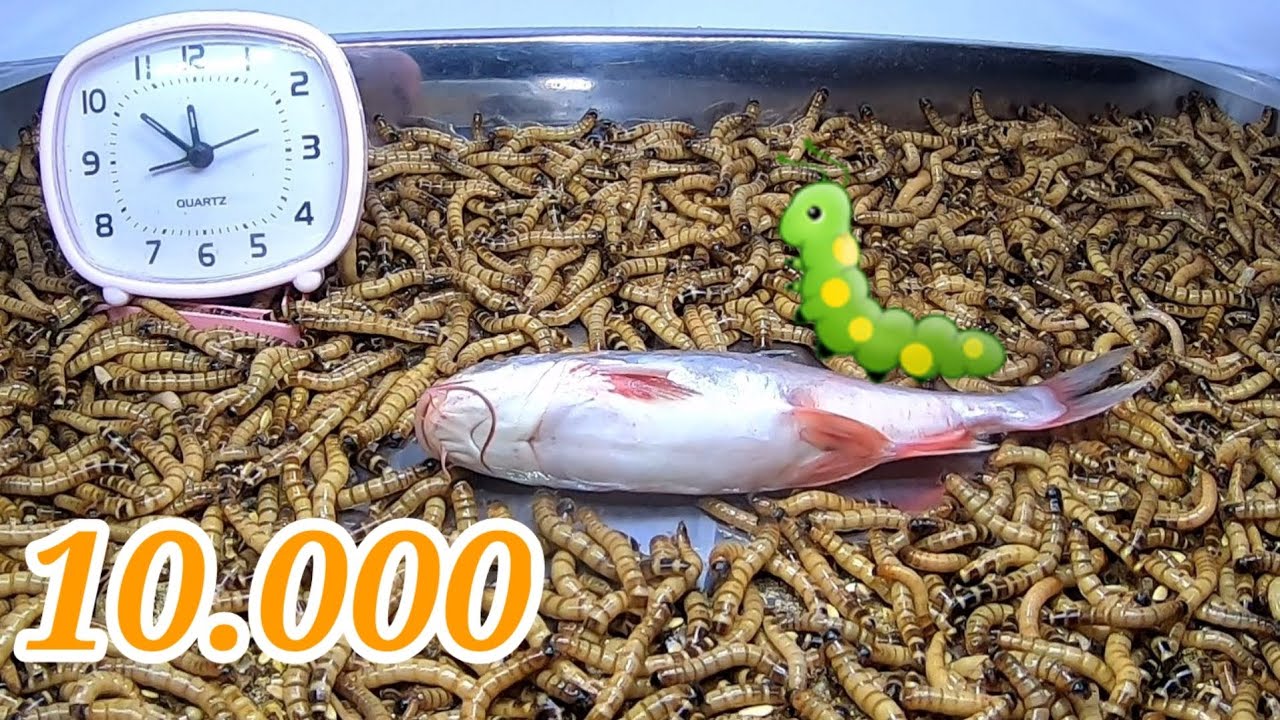 10.000 Dragon worms attack catfish - YouTube