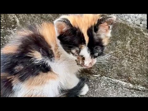 A lost and starving stray cat family searches for one another—will a ...