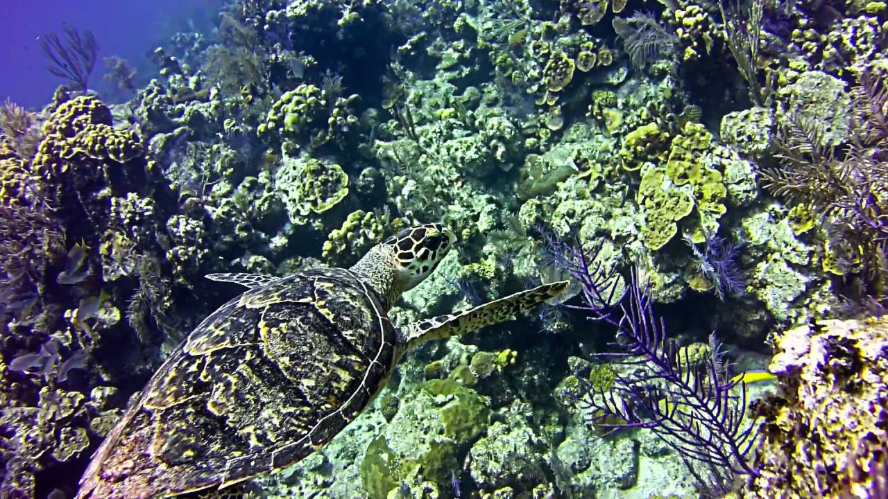 Turtle chase - YouTube