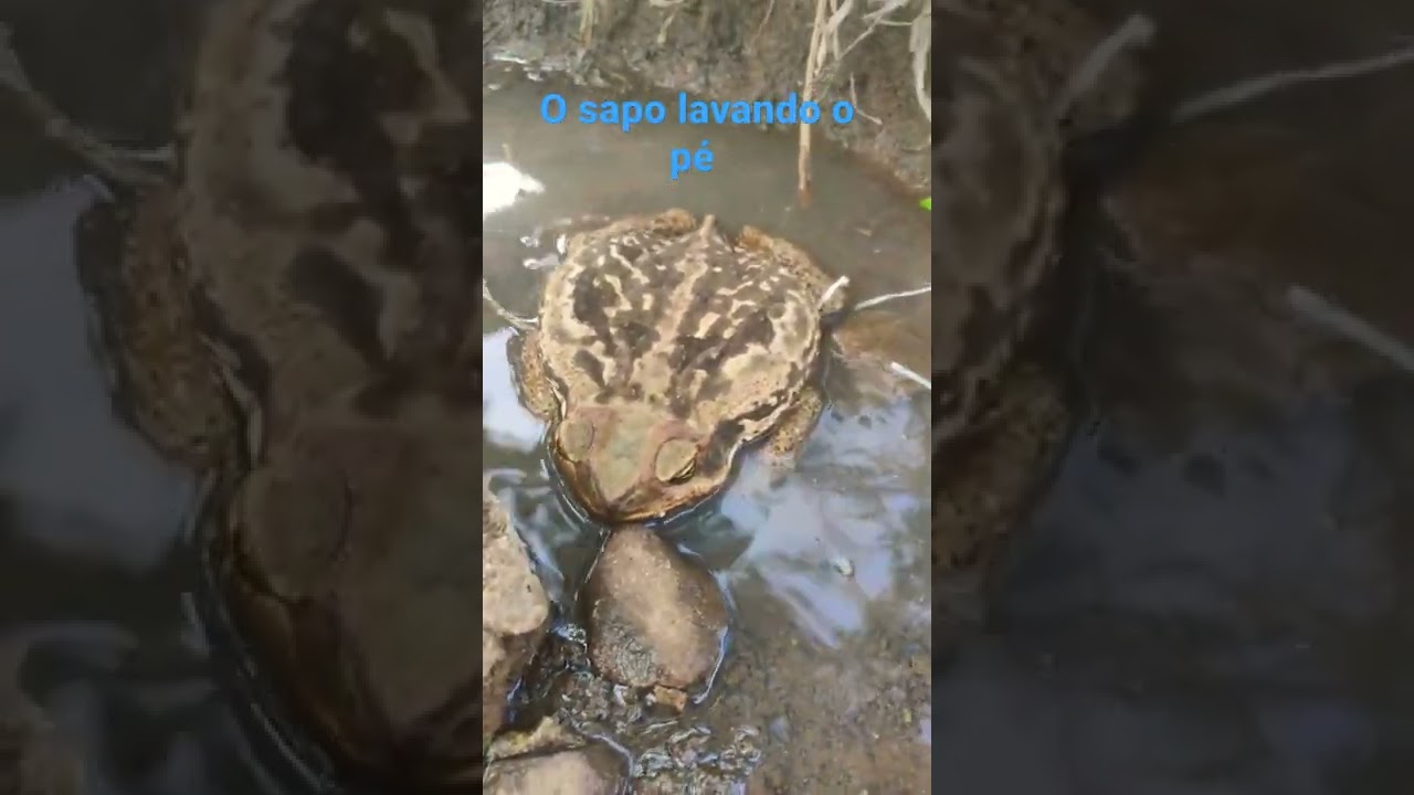 o sapo lavando o pé - YouTube
