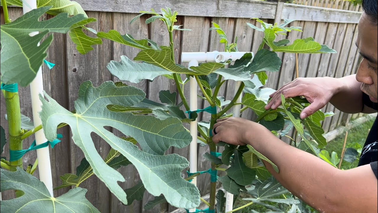 BasementFigs: TRAINING FIG TREES (Part 2) BONUS: Azores Dark Tasting # ...