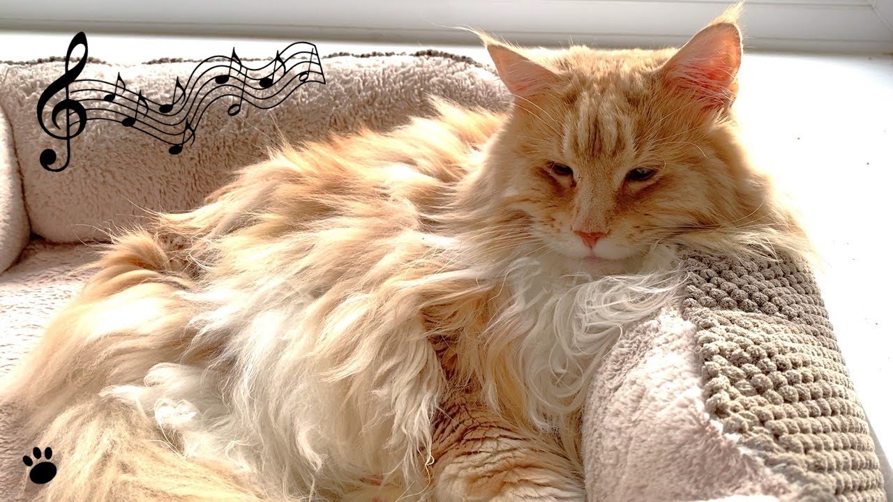 Cat Music - Sounds that Cats Love, Soothing Music Stress and Anxiety ...