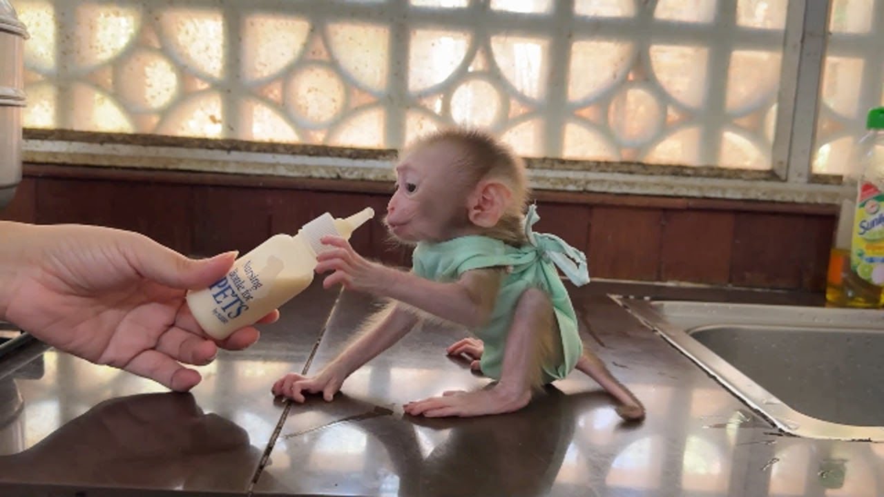 Milk Is Life For Max , He So Proud To See His Milk Bottle - YouTube